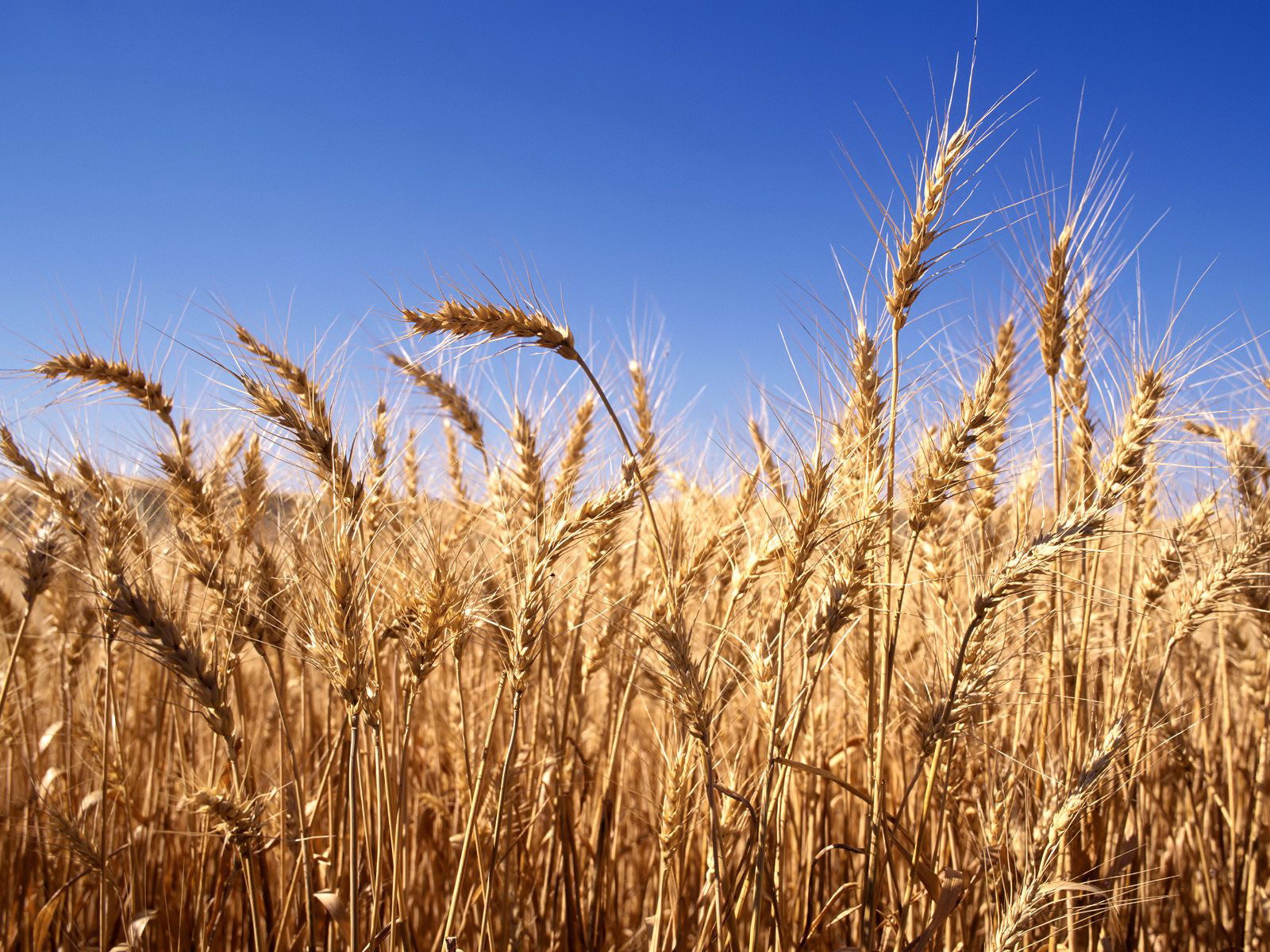 Wheat Procurement Hits 43.26 Lakh Tonne In State- Apna Patiala Wheat Procurement Hits 43.26 Lakh Tonne In State- Apna Patiala
